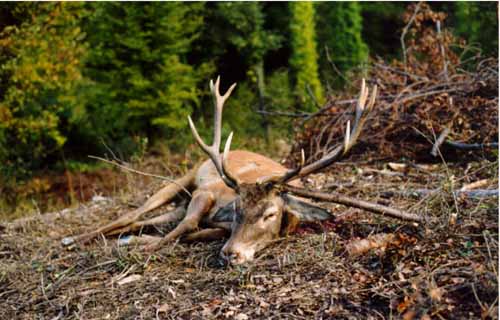 Il lupo ed il cervo, favola non a lieto fine a Norcia « ilTamTam.it il ...