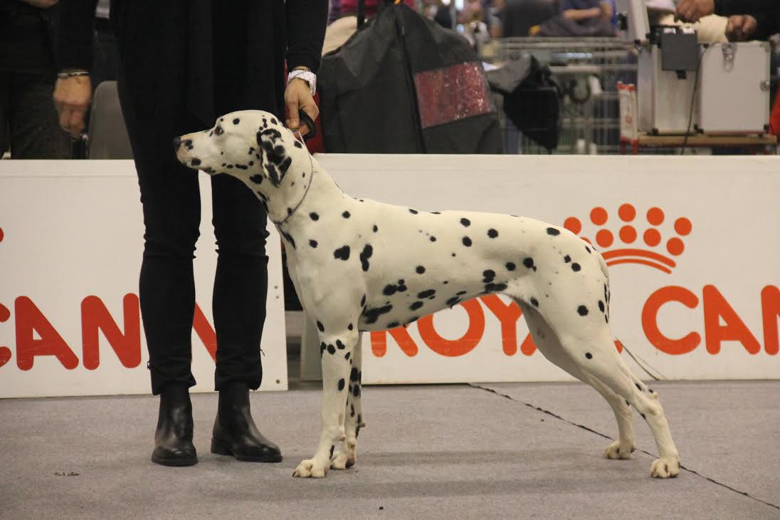 E' di Todi la più bella dalmata d'Italia « ilTamTam.it il giornale ...