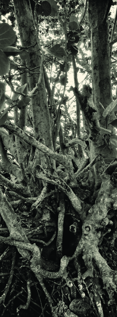 Cuba Pre Mundo: mostra fotografica alle Lucrezie « ilTamTam.it il ...