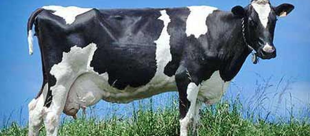 Mucche "assassine" « ilTamTam.it il giornale online dell’umbria